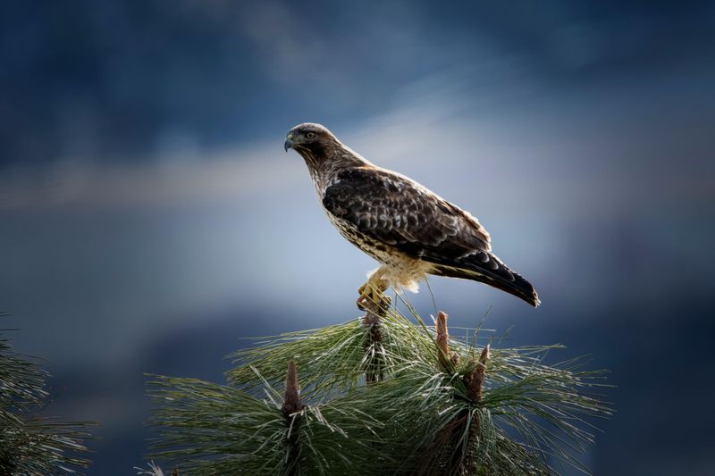 The Most Common Raptors Seen Soaring Over Canadian Skies