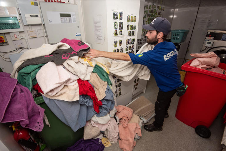 'Every animal has it's own story' - Inside Blackpool's RSPCA rehoming ...