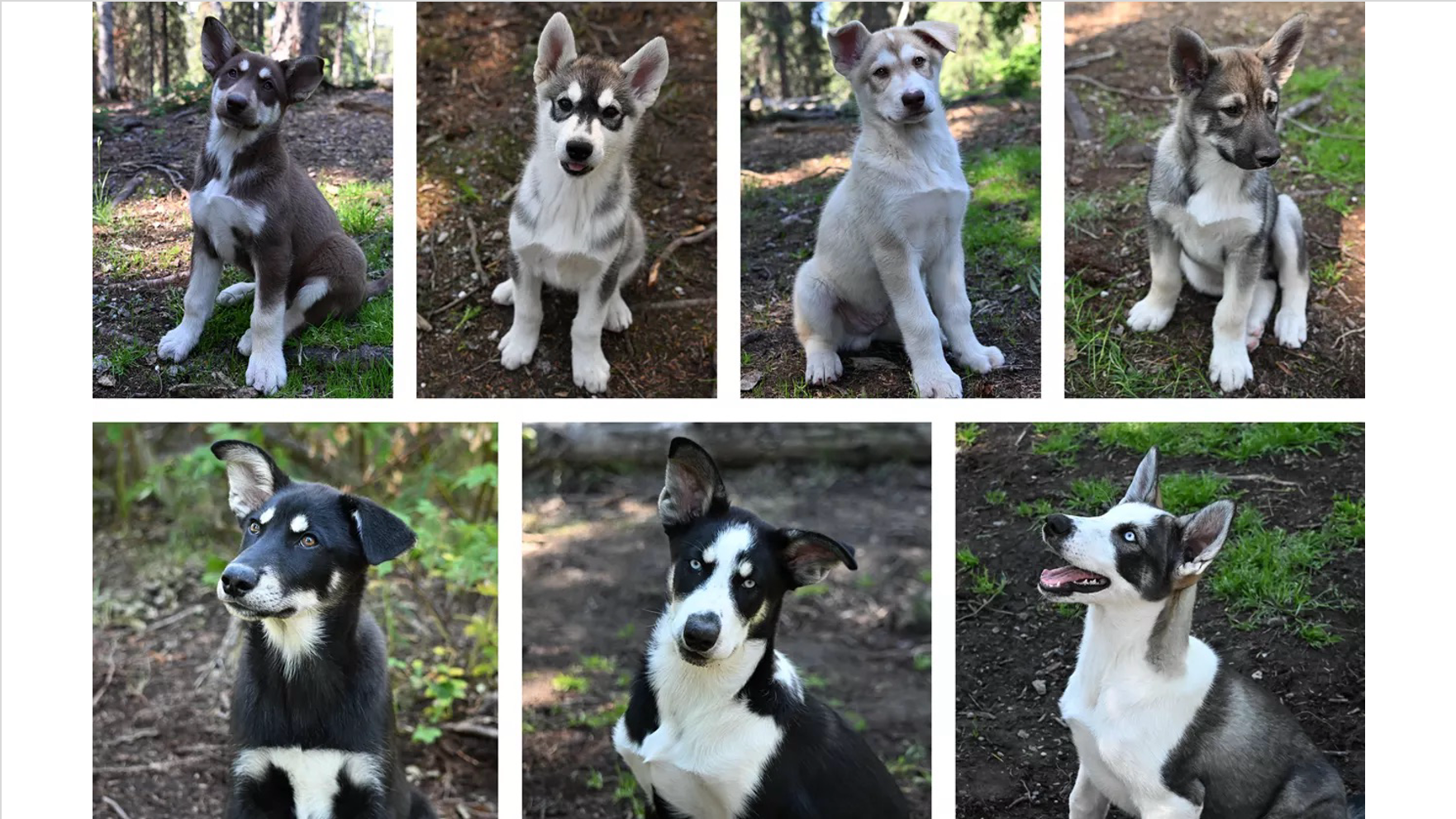 Last chance to watch this year's Puppy Cam at Alaska national park begins
