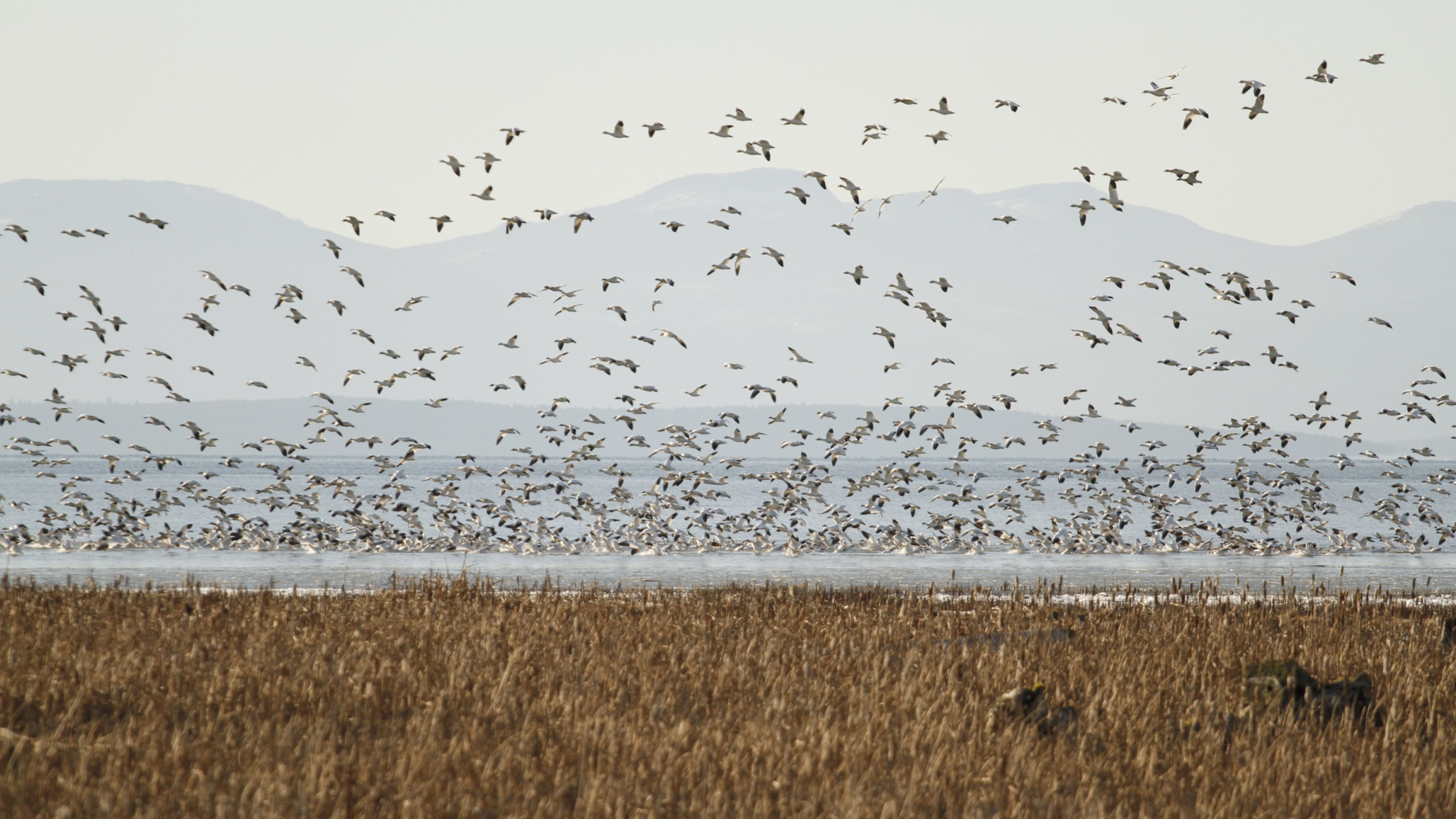 The Migration Routes Of Birds Across Canada