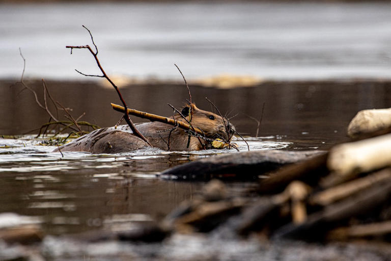 The role of beavers in flood prevention