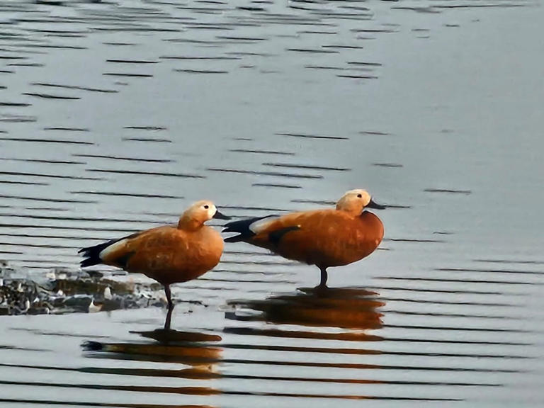 Rare ruddy shelducks are first avian visitors to land at Uttarakhand ...