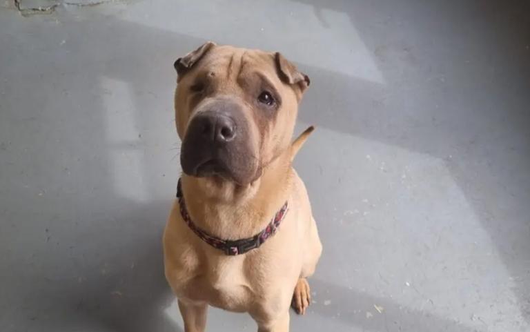 All 15 of these cute North East pets are looking for a forever home