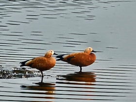 Rare ruddy shelducks are first avian visitors to land at Uttarakhand ...