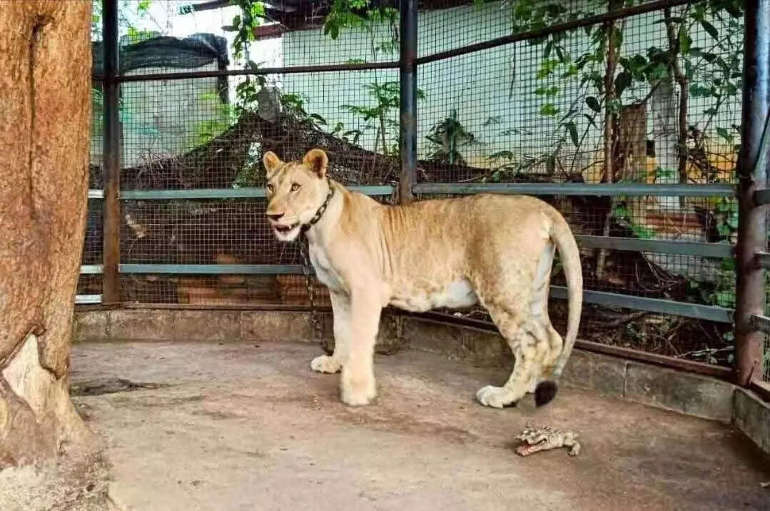 TikToker’s pet lioness mauls 11-yr-old, owner faces jail time and hefty ...