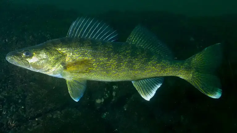 Campbell' s Soup Admits to Endangering Renowned Walleye Run with Over ...