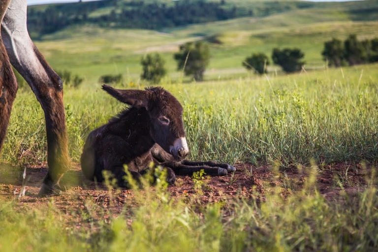 Horse and Miniature Donkey Baby Realizing They Are ‘Pasture Neighbors ...