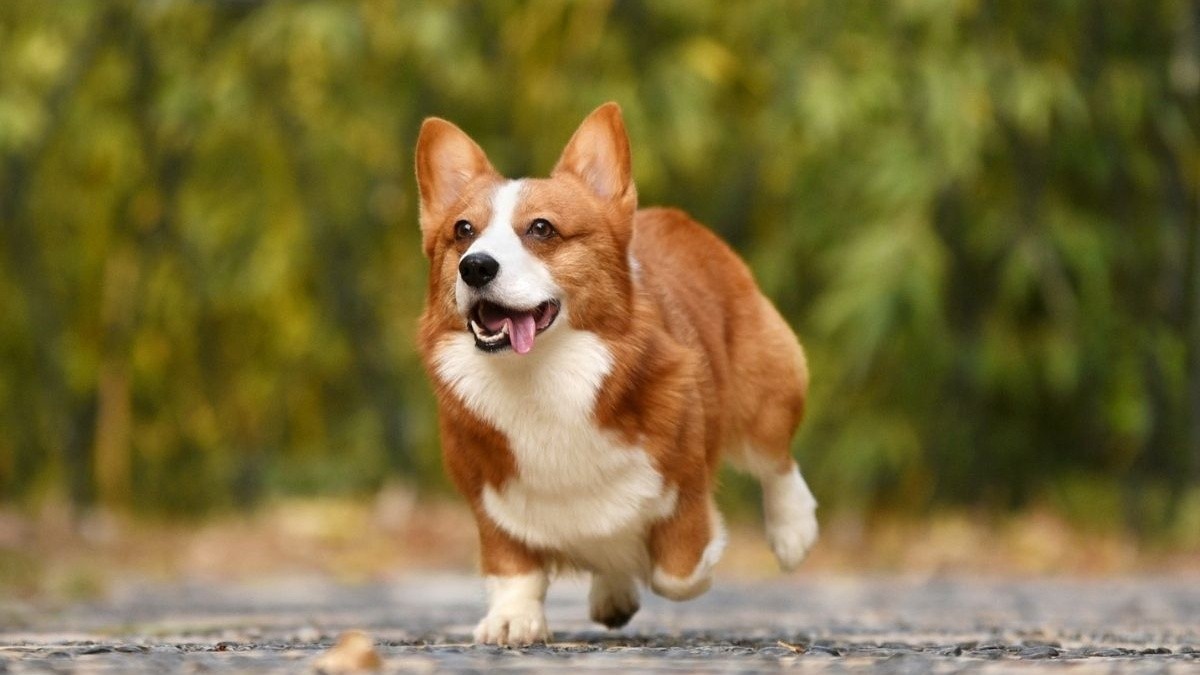 The most popular and cute dog names according to their breed