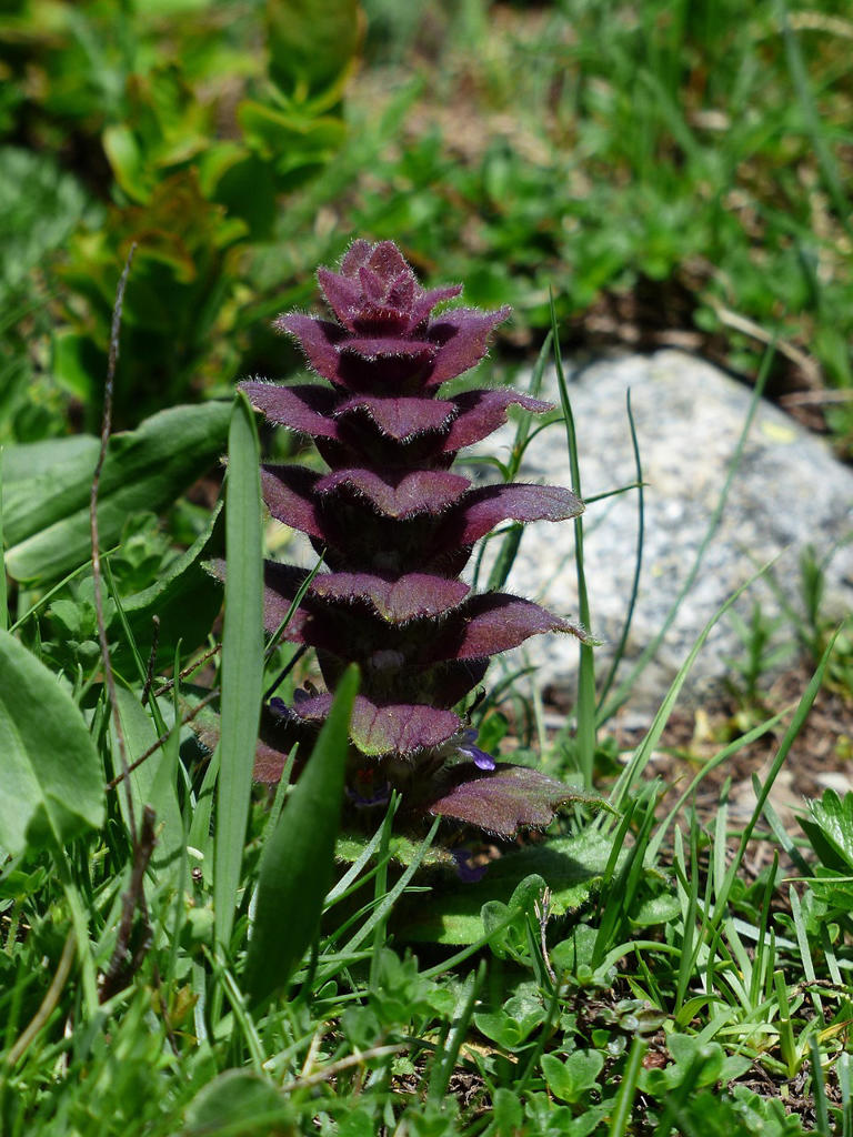 How plants communicate climate stress through chemicals