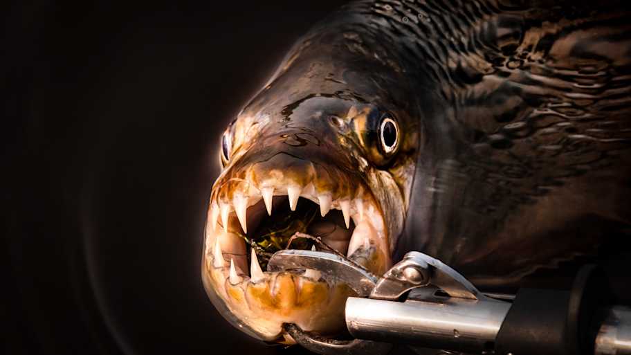 What It’s Like to Fly Fish for the Tigerfish of the Okavango Delta