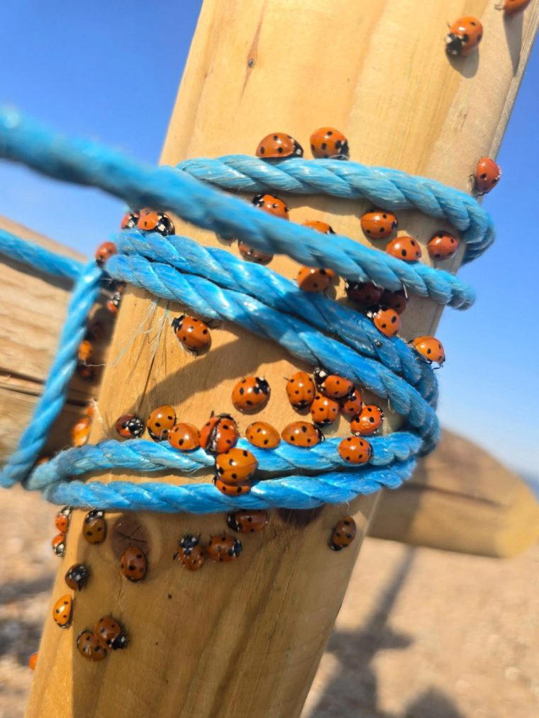You’re not imagining it, ladybirds really are swarming right now – here ...