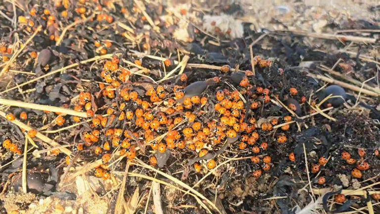 You’re not imagining it, ladybirds really are swarming right now – here ...