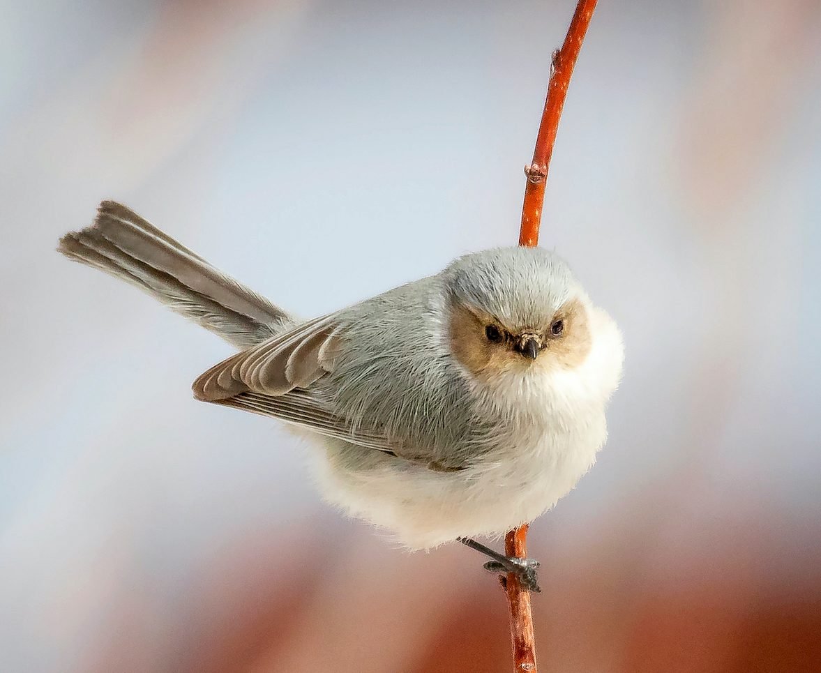 Dirty Birds: 12 Slightly Inappropriate Bird Names