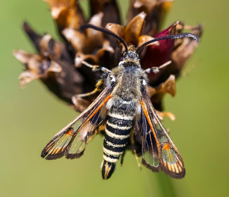Rare wasp-moth discovered in Cambridgeshire reserve