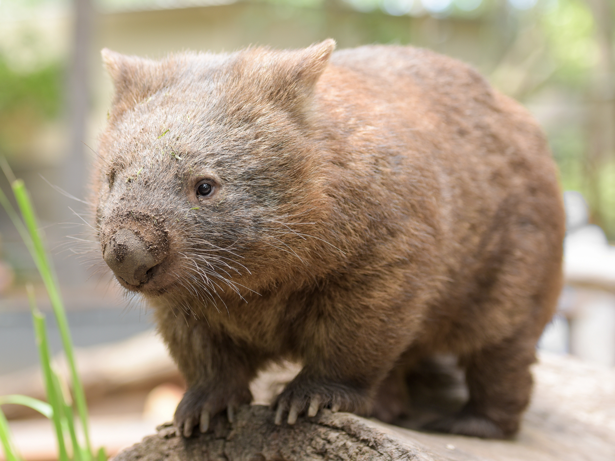 13 Quirky Facts About Wombats