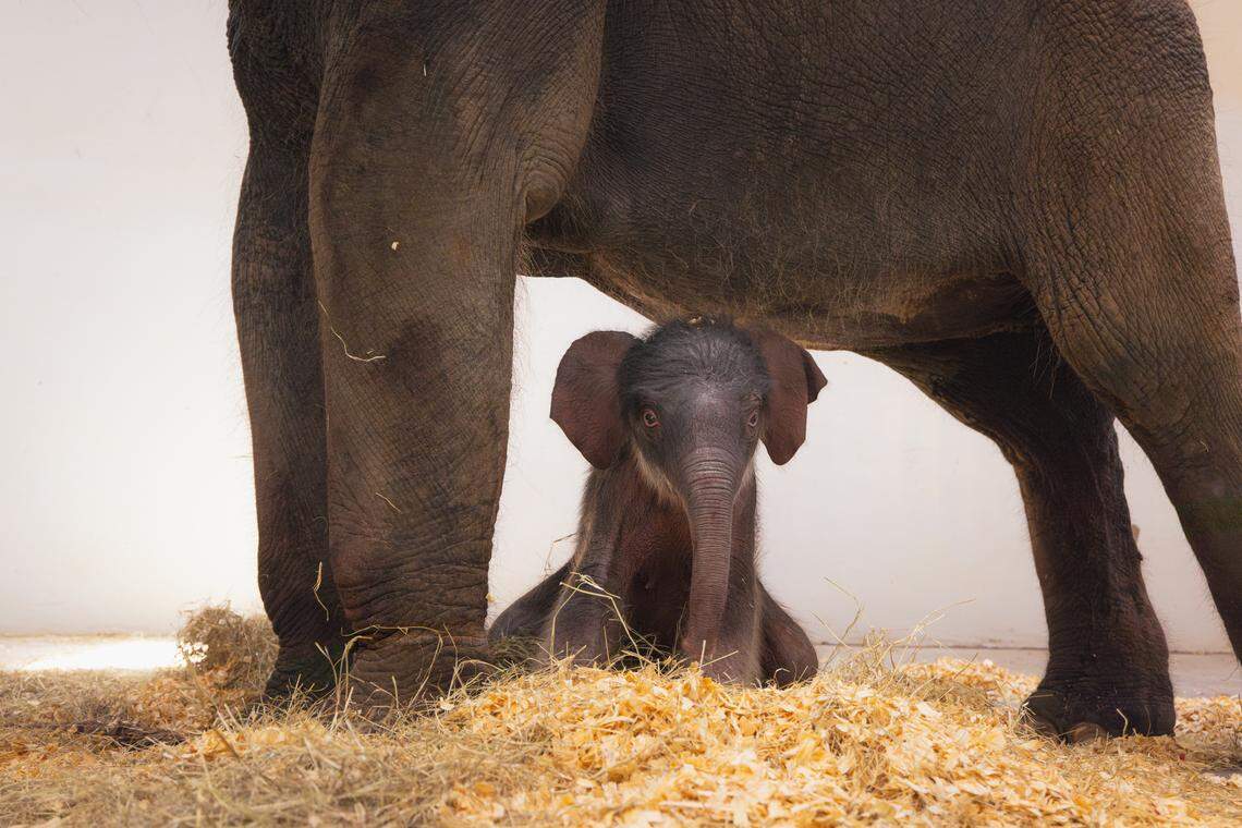 Fort Worth Zoo's new baby elephant now has a name, and it's very Texan