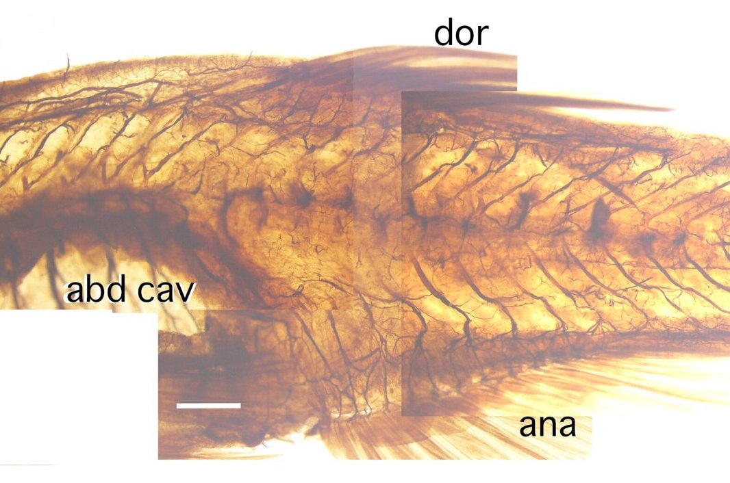 Researchers discover enlarged areas of the spinal cord in fish ...