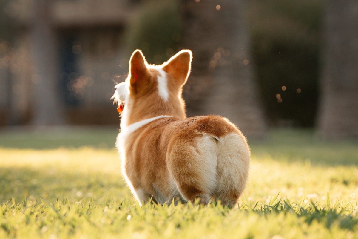 Did a corgi really lead 7 stolen dogs on a 10-mile journey home? Here’s ...