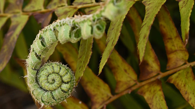 Should You Cut Back Ferns Now Or Wait Until Spring? Here's What's ...