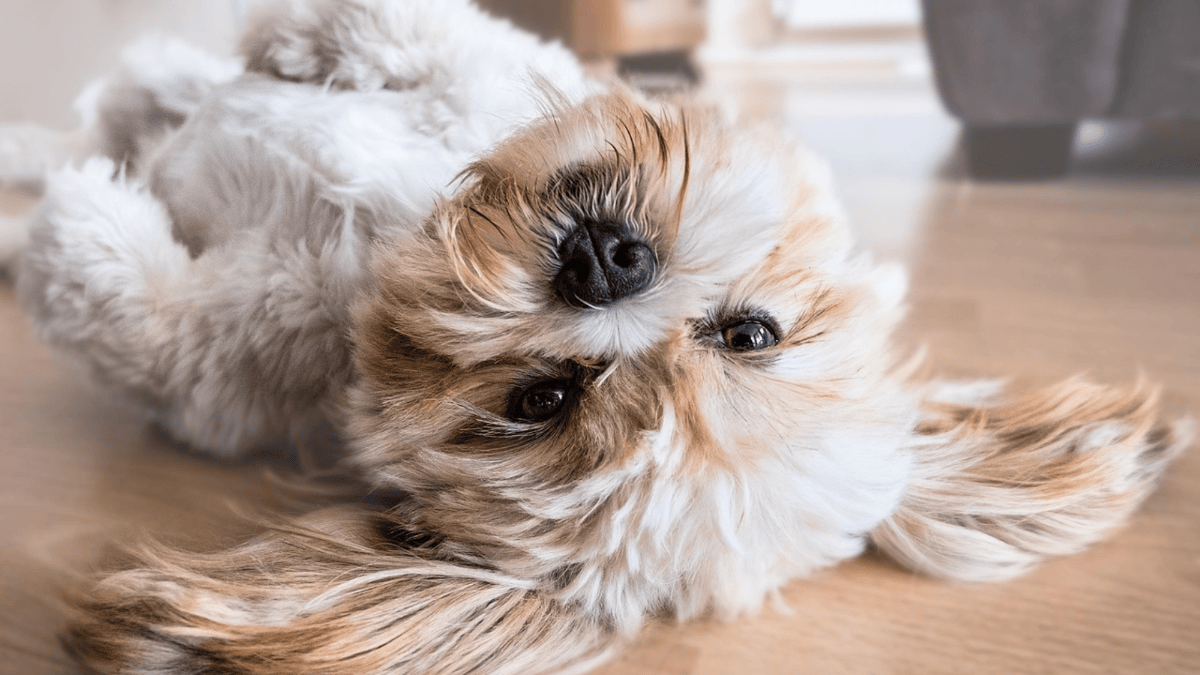 13 señales de que tu perro te considera su todo