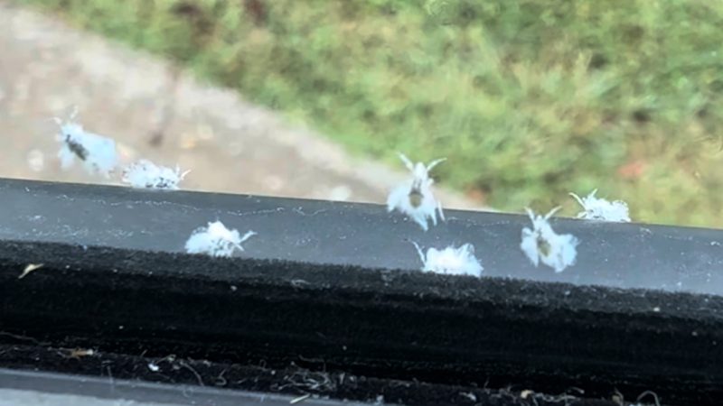 White fuzzy bugs covering cars and decks are more than a nuisance