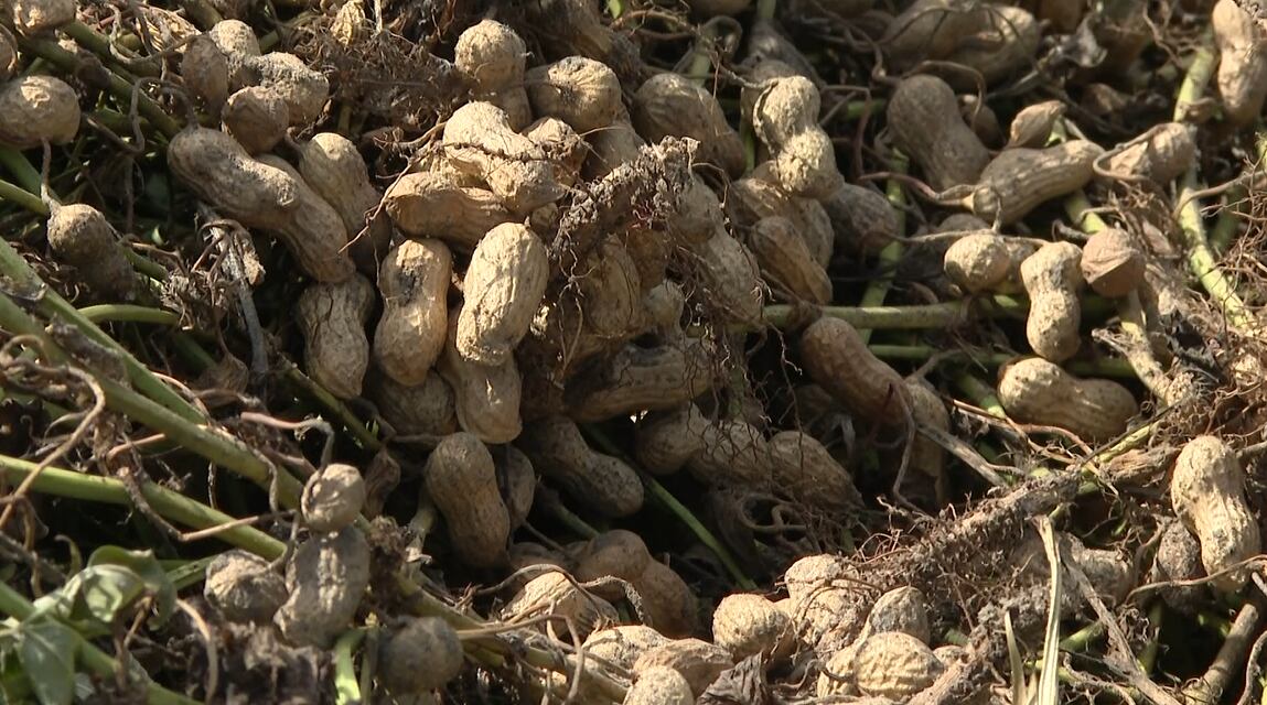 FL farmers eligible for emergency loans after USDA designates eight ...