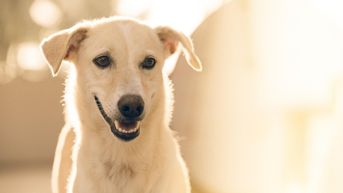 Cómo saber si tu perro te ve como su mejor amigo: 12 pistas