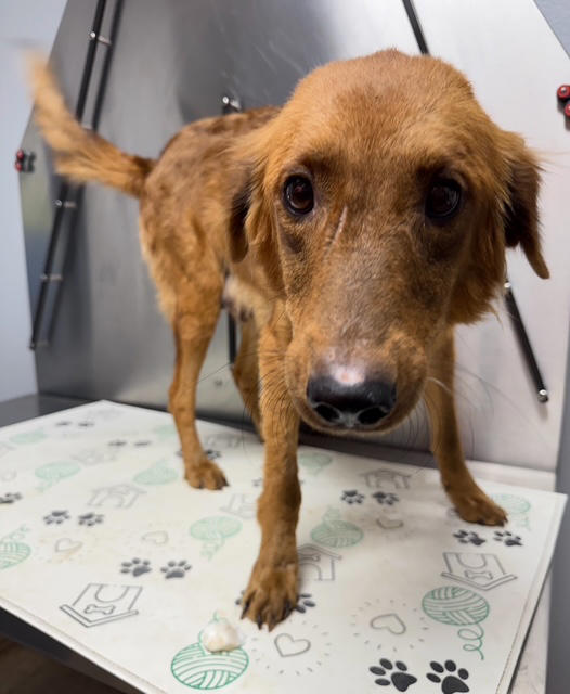 GALLERY: 32 dogs rescued from abandoned Stephens County home