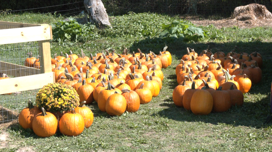 Inflation and drought drive up pumpkin prices this season