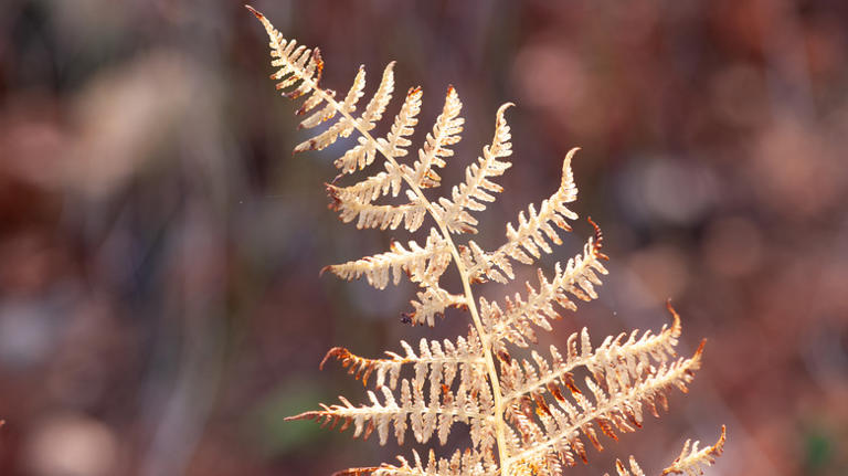 Should You Cut Back Ferns Now Or Wait Until Spring? Here's What's ...
