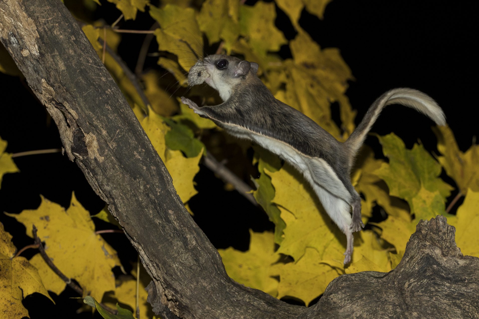 Squirrel Awareness Month: The magic behind flying squirrels