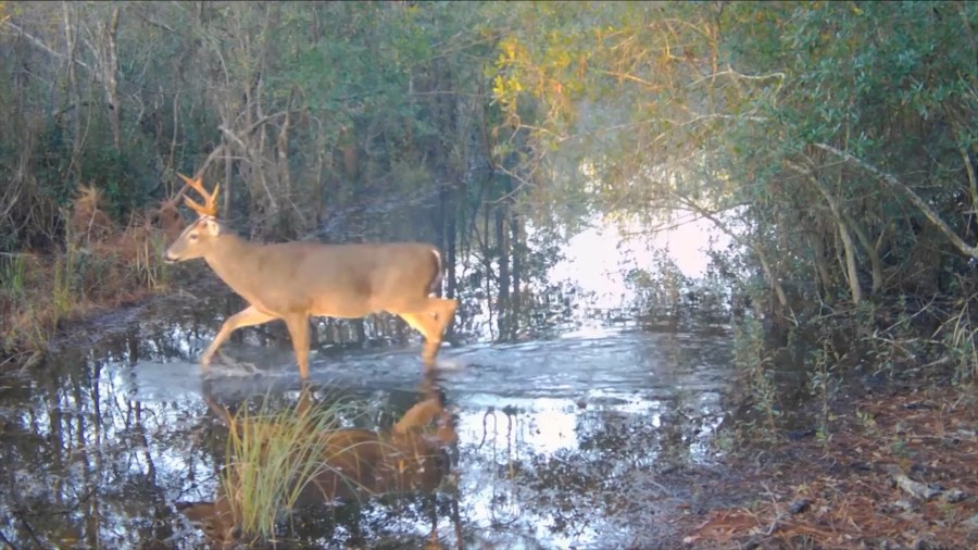 Florida confirms 2nd case of ‘zombie deer’ disease
