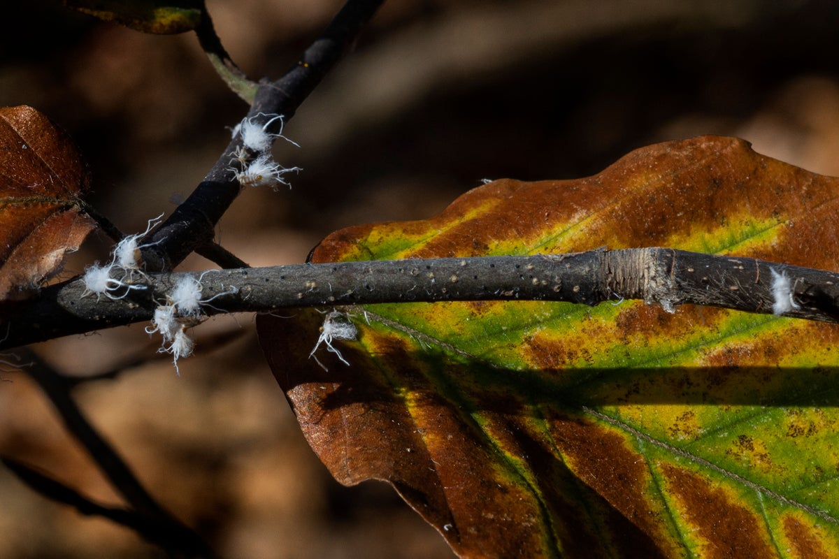 ‘Invasive’ white bugs are swarming the Southeast and sticking to ...