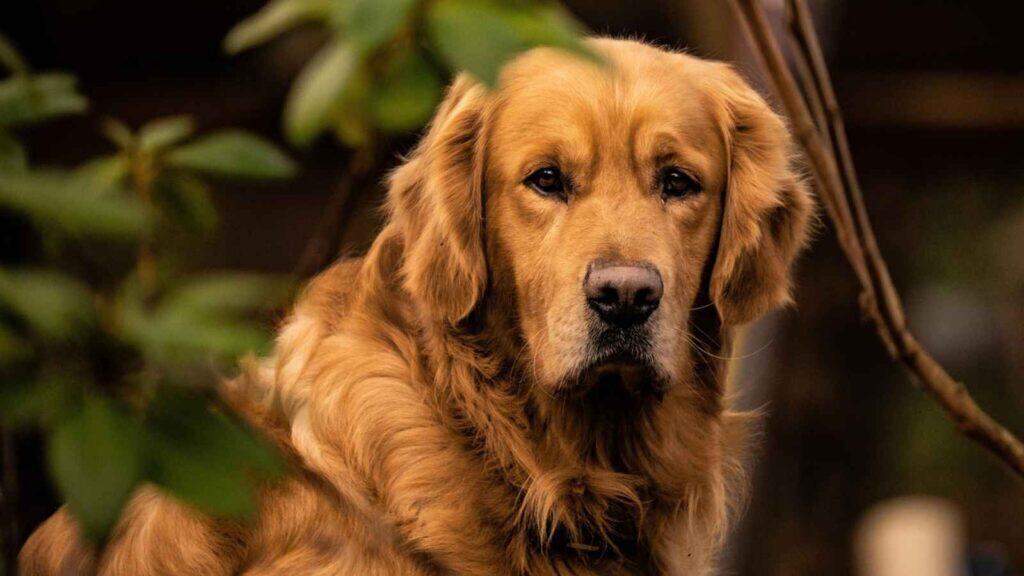13 dog breeds that are great with cats