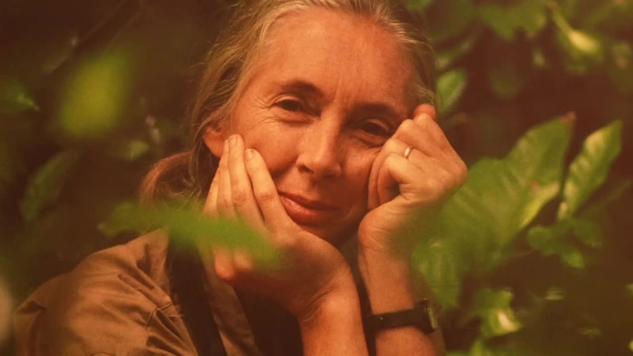 Jane Goodall exhibit launches at the Museum of the Rockies days after ...