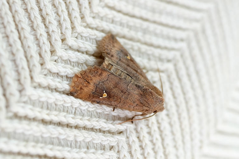 How to Get Rid of Moths in the Home