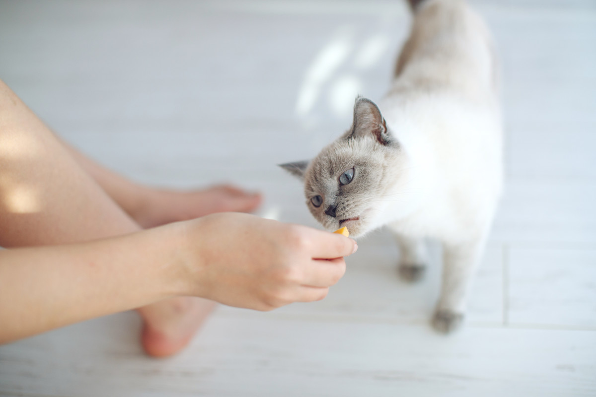 3 Easy Steps For Training Your Cat to High-Five