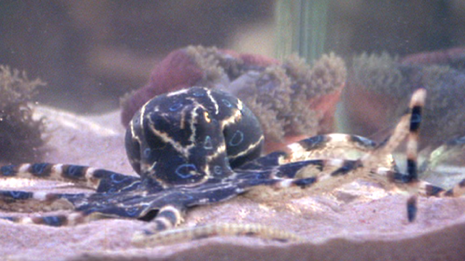 Famous on-screen octopuses, from Ursula to Octopussy