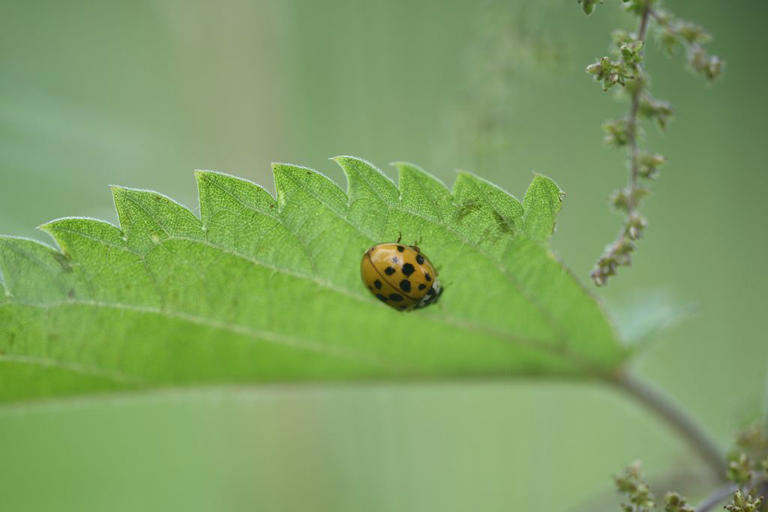 Why are ladybirds everywhere right now in the UK? Expert explains the ...