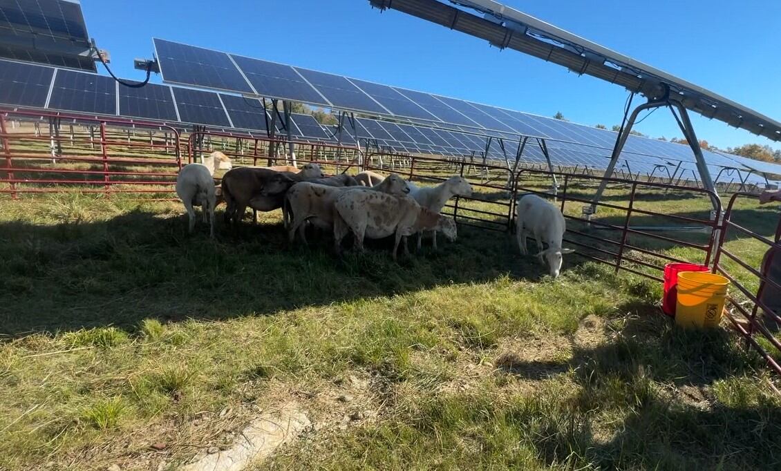 Solar farm unveiled in Ellsworth will use sheep for land management