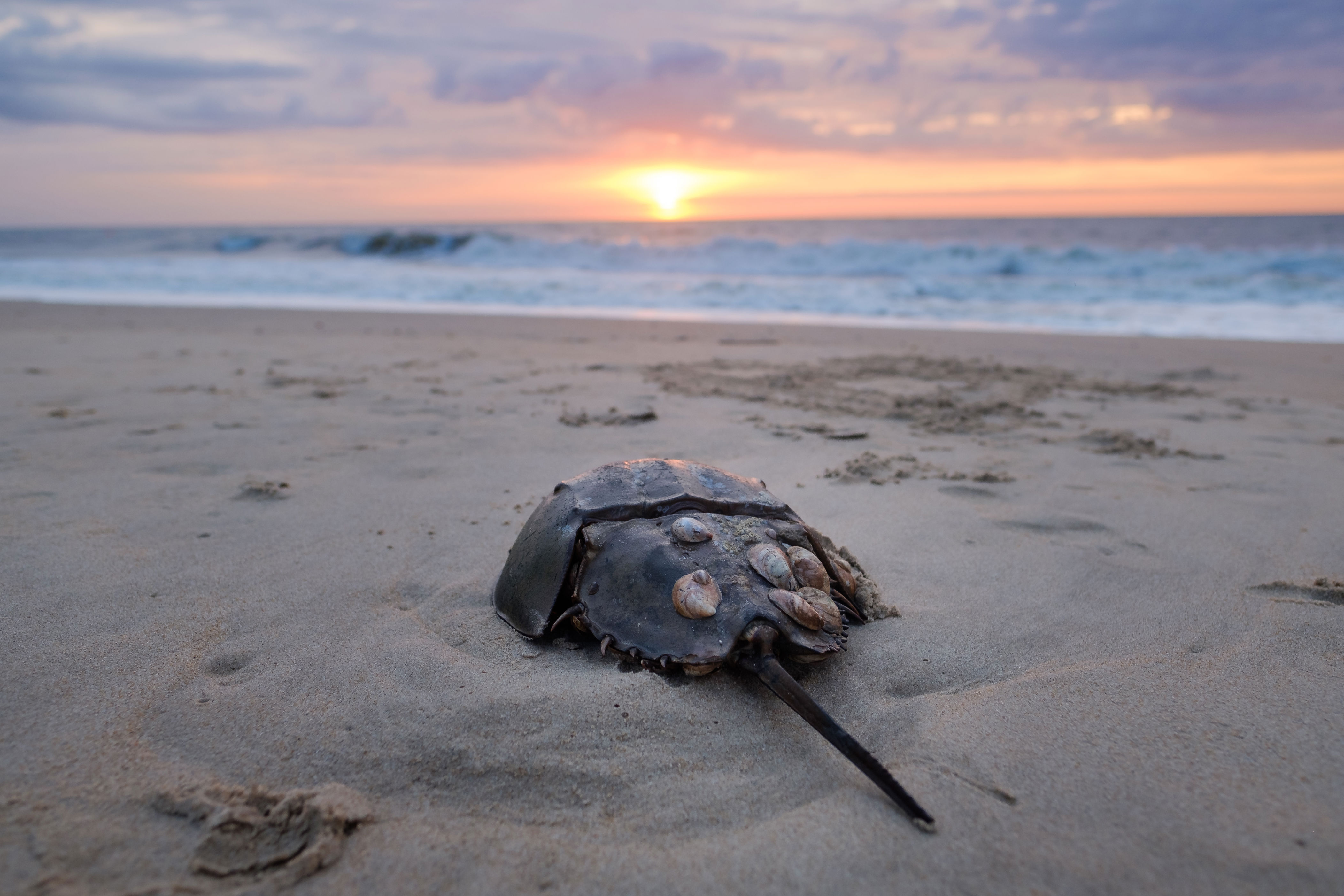 Groups press Gov. Hochul to sign horseshoe crab protection bill