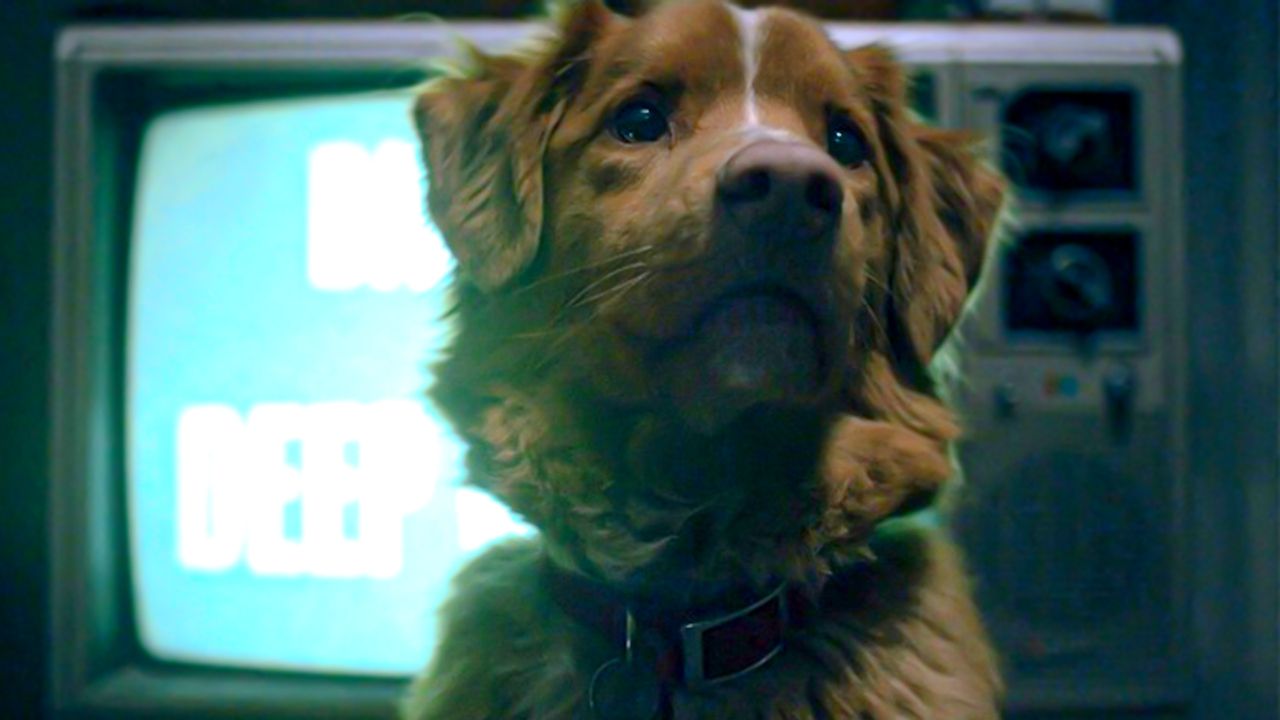 Viral good boy canine star Indy wins award for stunning horror performance