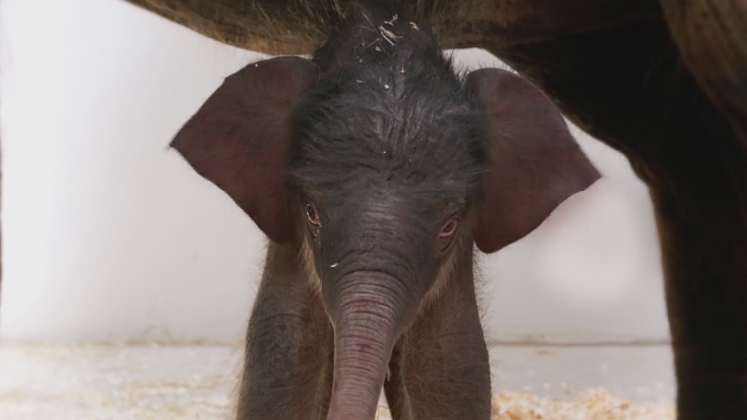Meet Lady Bird, Fort Worth Zoo's newest baby elephant