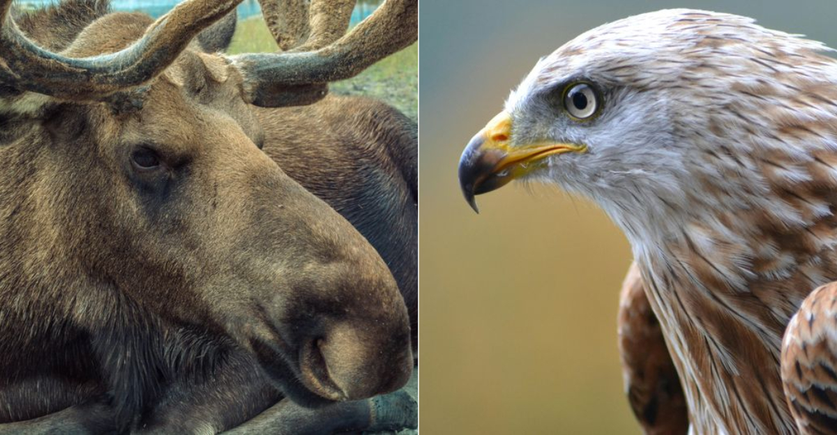 Animals You’re Likely To See When Wildlife Watching In Parc Omega In Québec