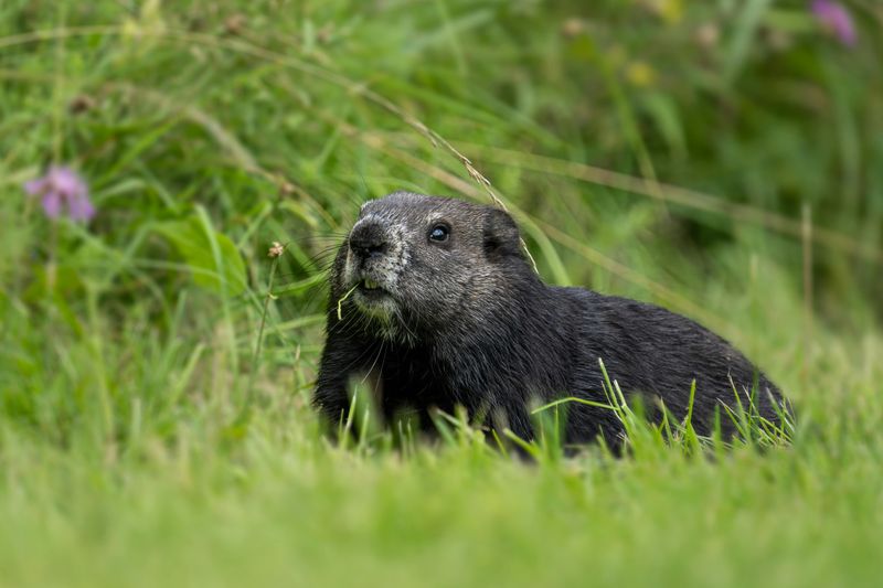 Rare Animal Species You Might Not Know Live In Canada