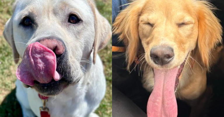 What is Tongue Out Tuesday? Here's why dog photos are winning hearts ...