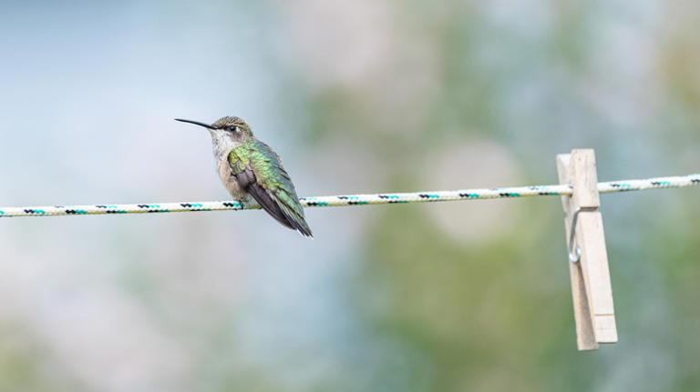 Native Varieties Of Honeysuckle To Plant And Grow For A Hummingbird ...