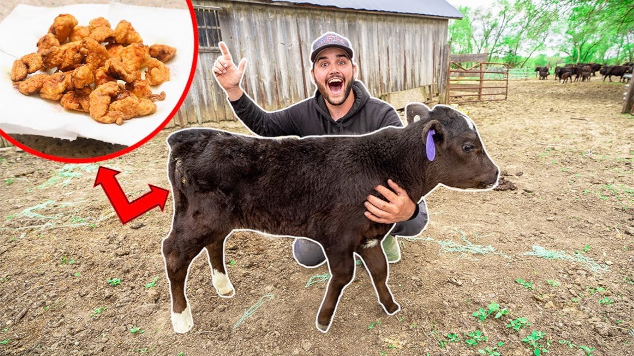 Cow testicle catch clean cook! (Delicious)