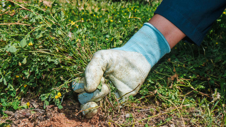 Farewell To Weeds: Here's Your Last Chance To Get Rid Of Them