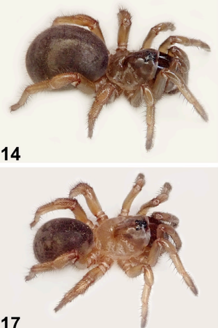 ‘Spiny' creature that lies in wait under trapdoor is a new species in ...